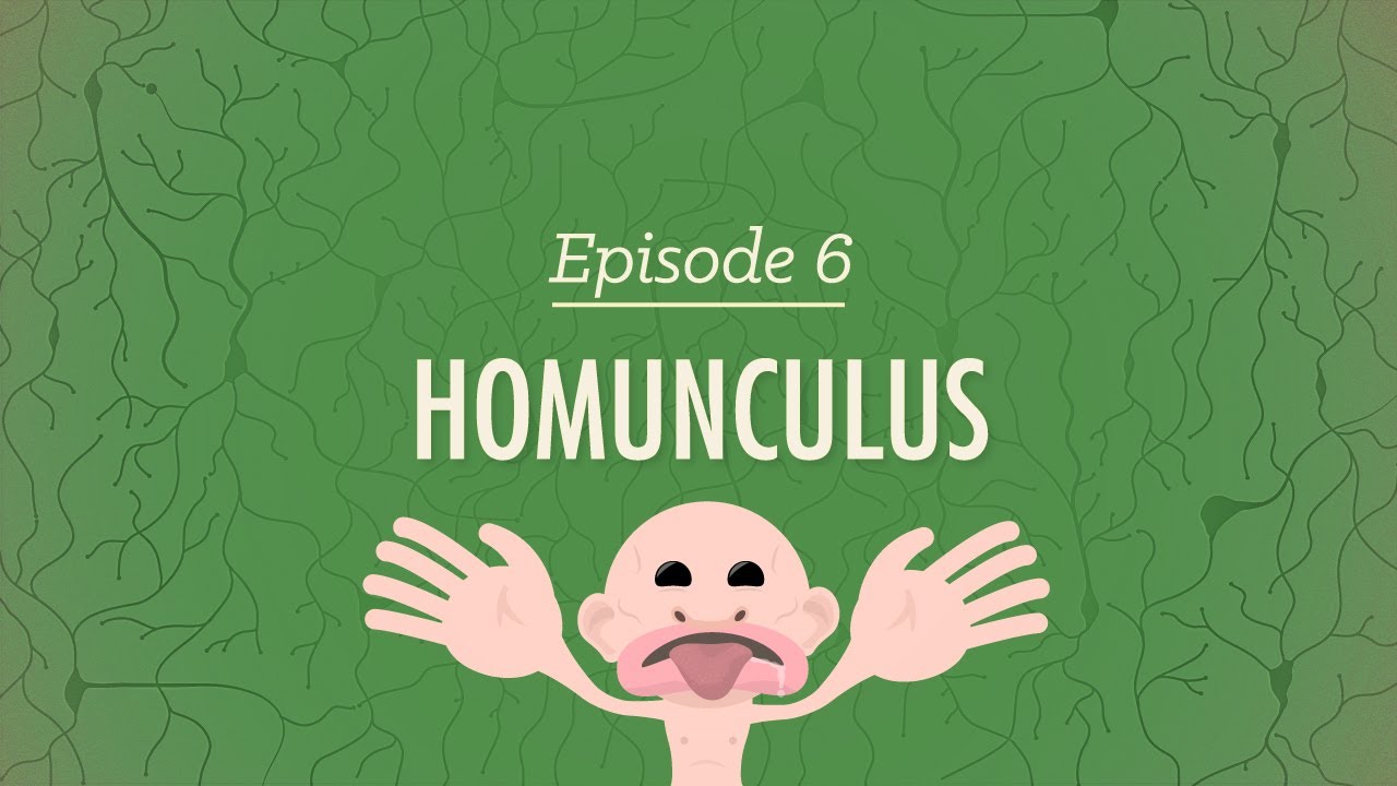 Understanding the Homunculus: A Deep Dive into Sensation and Perception ...
