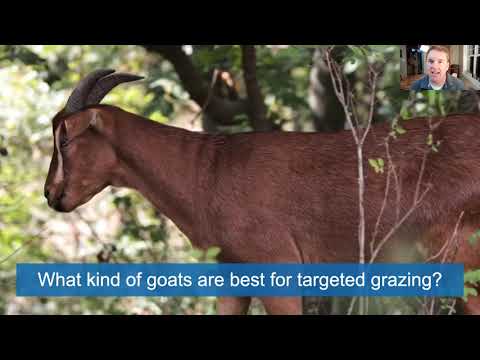 All About the Goats