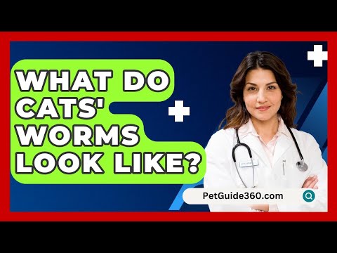 What Do Cats' Worms Look Like? - PetGuide360.com