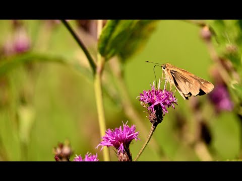 My opinion about Nikkor 50-250mm.