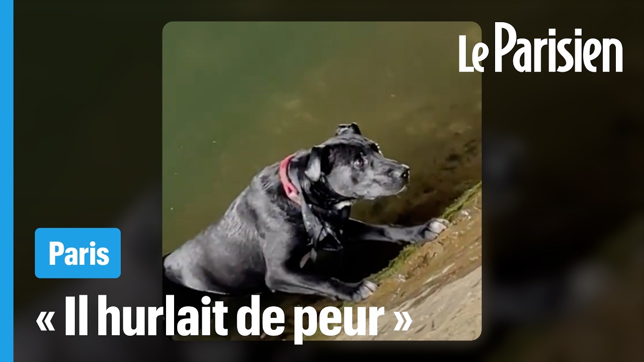 Paris: The incredible rescue of a dog that fell into the Seine