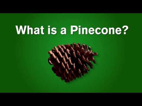 What is a Pinecone?