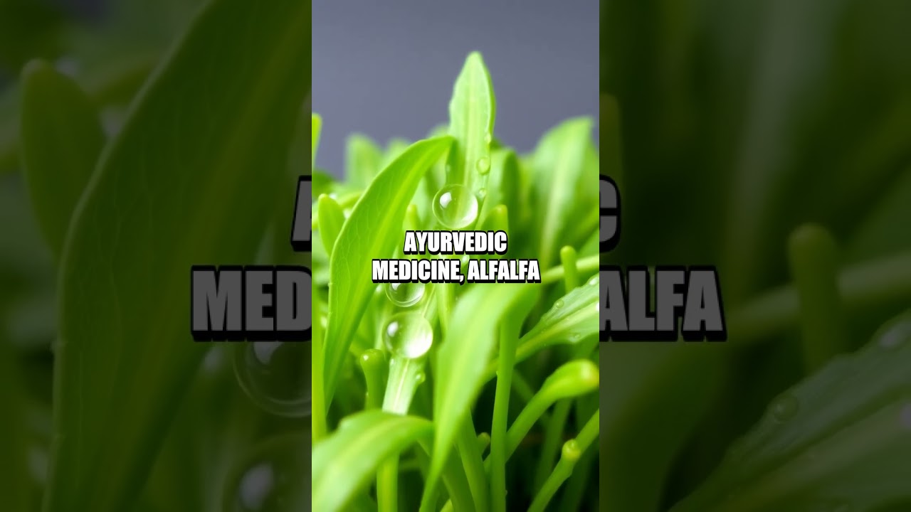 The Forgotten Impact of Alfalfa: A Nutrient Revelation