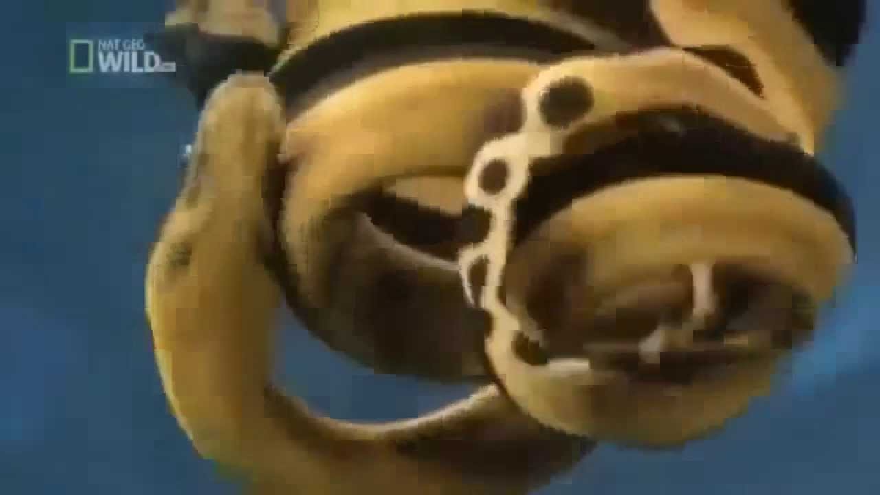 The Most Dangerous Snakes : The Yellow Belly Sea Snake ( Pelamis Platura ) !