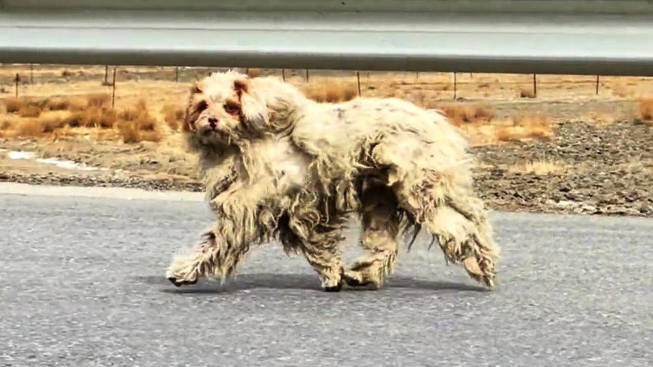Female Saw A Severely Matted Stray Dog On The Path And Chose To Help ...