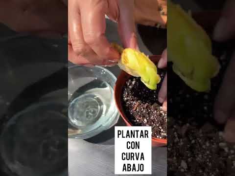 Como plantar un mango! 🥭 🥭🌱