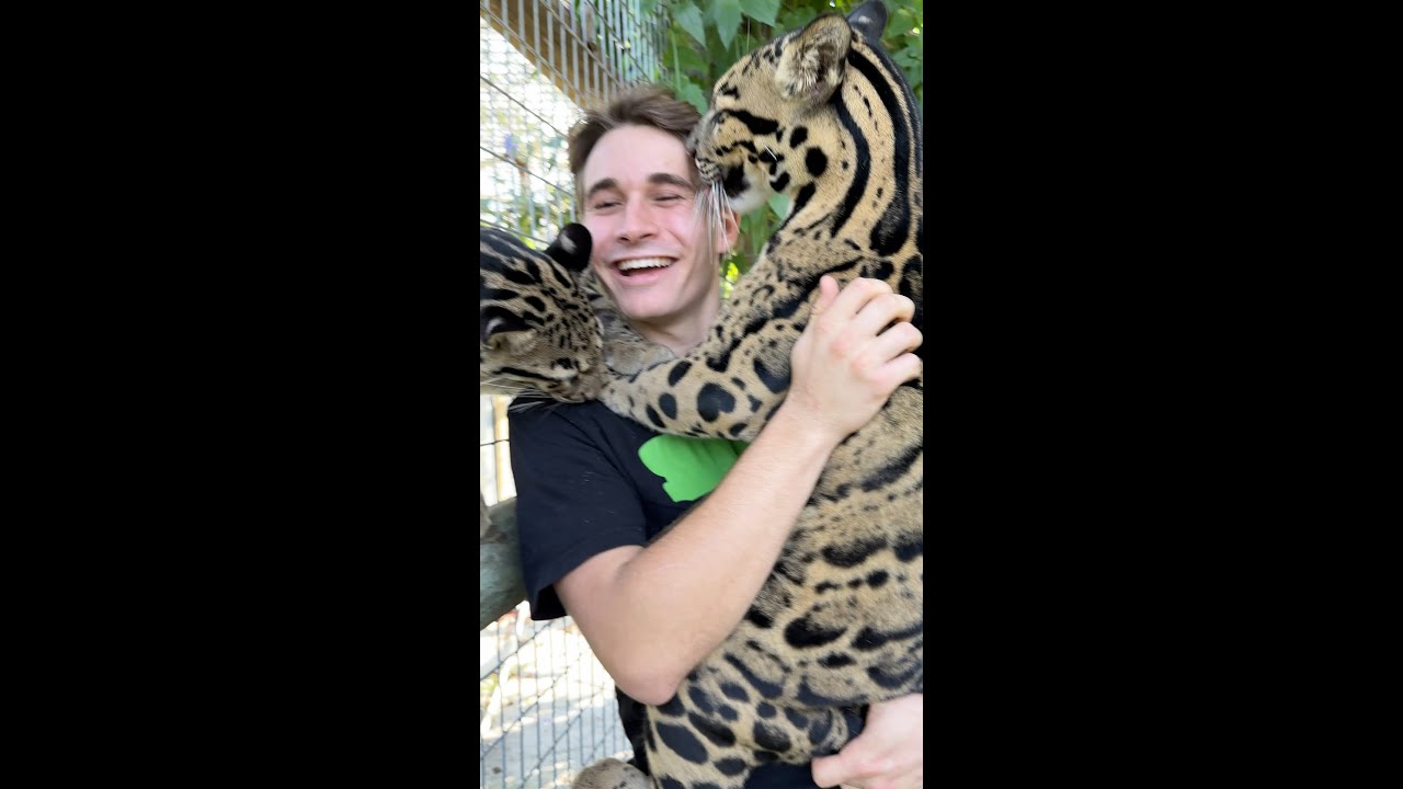 CLOUDED LEOPARD LICKS MY FACE🐯👅