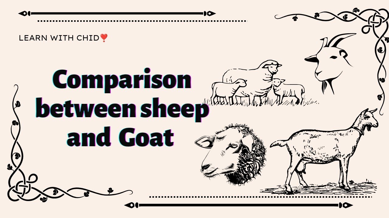 Sheep vs Goat | zoological classification | common differences
