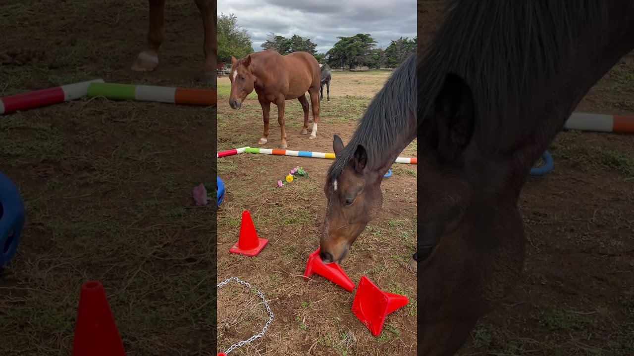 Equine Assisted Therapy session at The Horse’s Heartbeat.