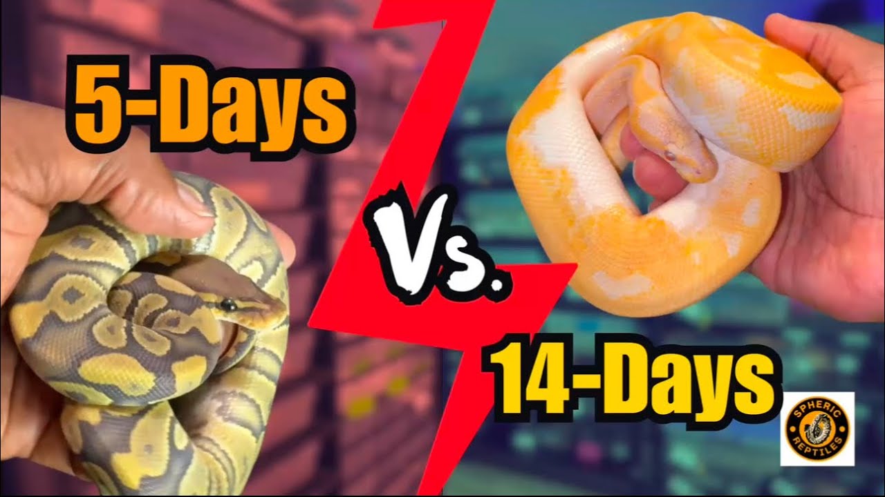 Pros and Cons of a 5-Day vs. 14-Day Ball Python Feeding Schedule