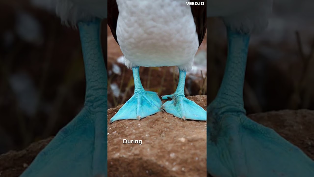 Real Facts About The Blue-footed Booby #shorts