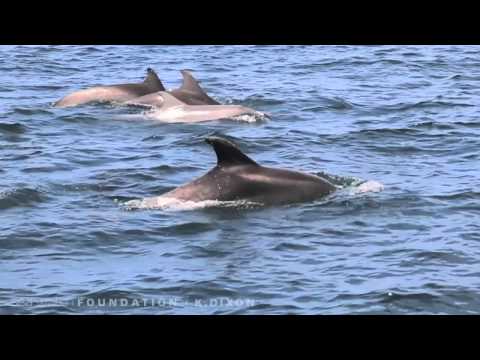 Sea Watch - Bay of the Bottlenose Dolphin