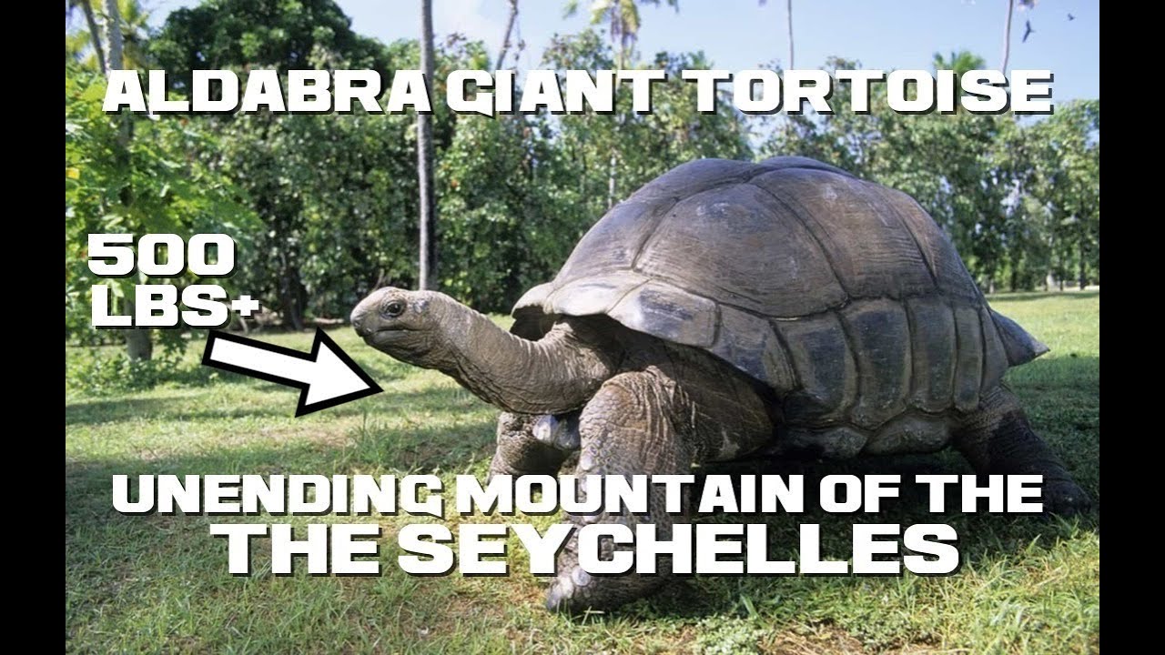 10 Aldabra Giant Tortoise Facts - The Unending Mountain of the Seychelles - Animal a Day A Week