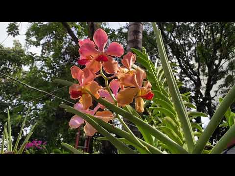 Orchids3 Can you guess the name of this orchids?