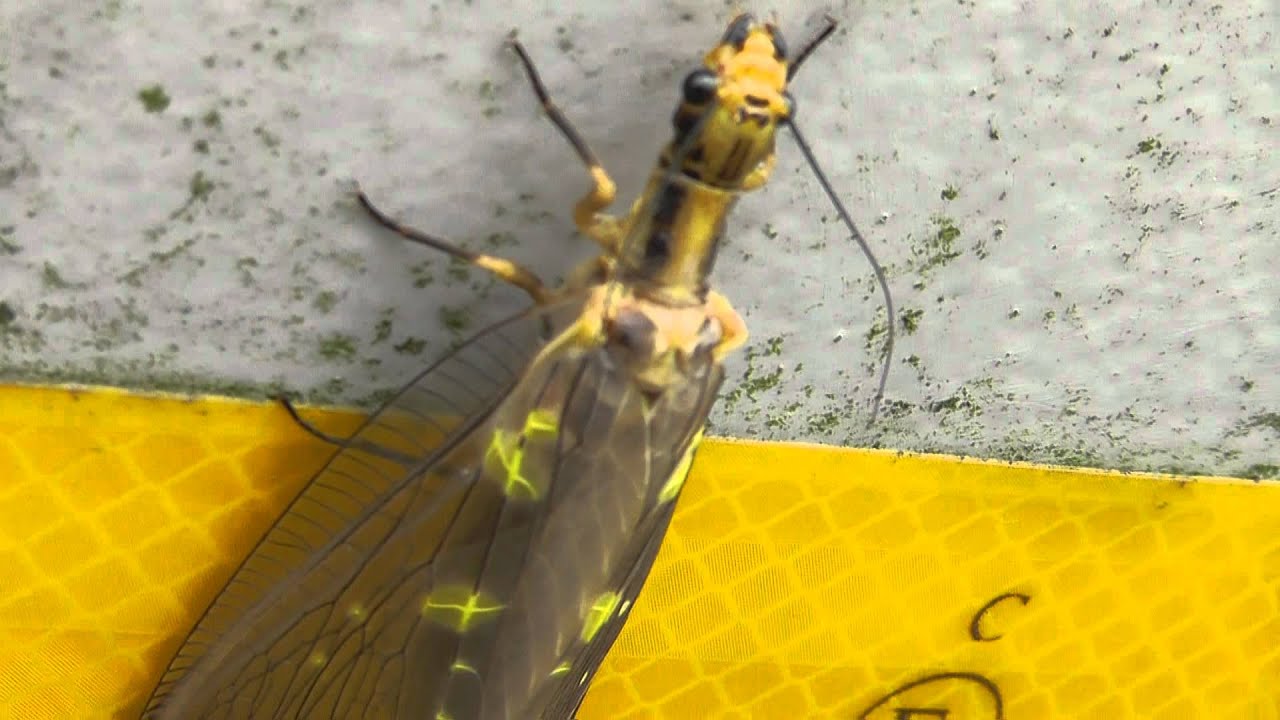 🐝 Large Japanese Flying Insect - Dobsonfly 
