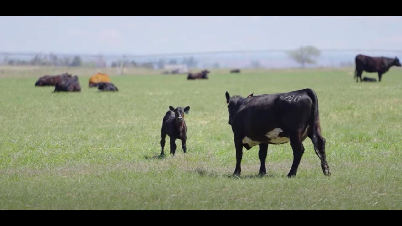 Common Cattle Operation Terms