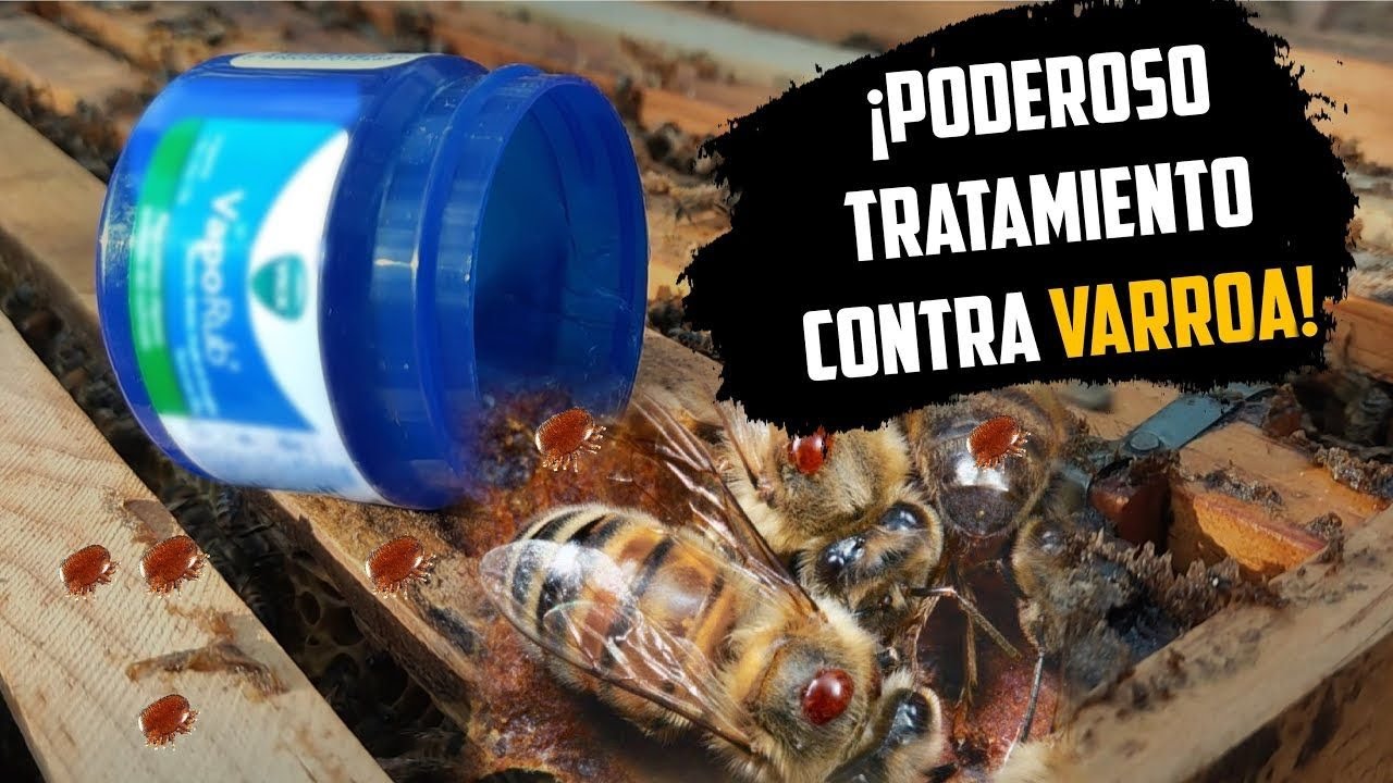 ADIOS A LA VARROA CON ESTE TRATAMIENTO 👌🐝