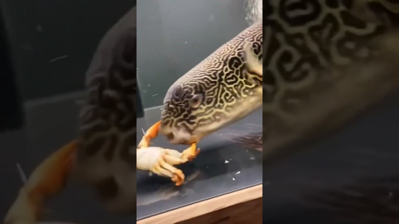 crab🦀 vs puffer fish🐡