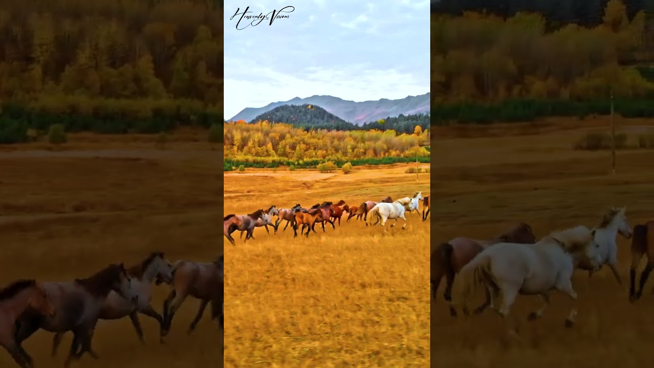 Wild Horses Running