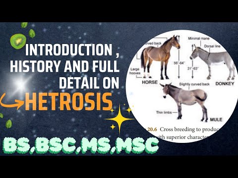 Heterosis || Hybrid vigor || genetic lecture || molecular basis of inheritance