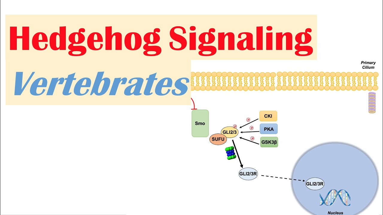 Hedgehog Signaling Pathway in Vertebrates | Purpose and Mechanism