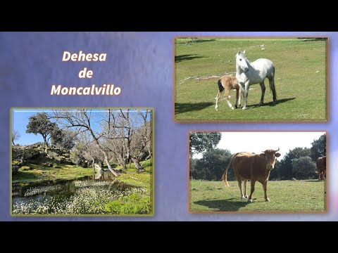 Dehesa de Moncalvillo. San Agustín del Guadalix