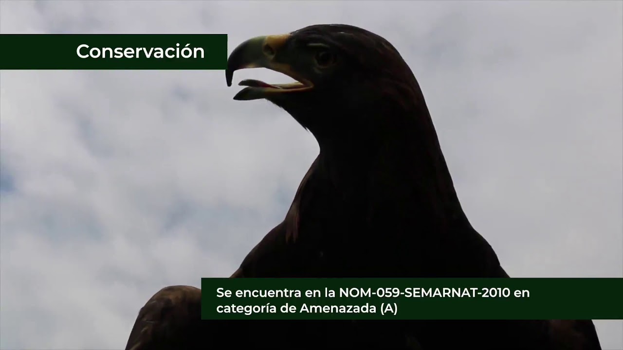 Águila Real, especie emblemática de México.