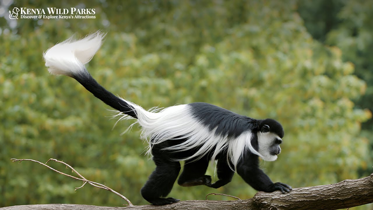 What Are Some Interesting Facts About Black & White Colobus Monkeys?