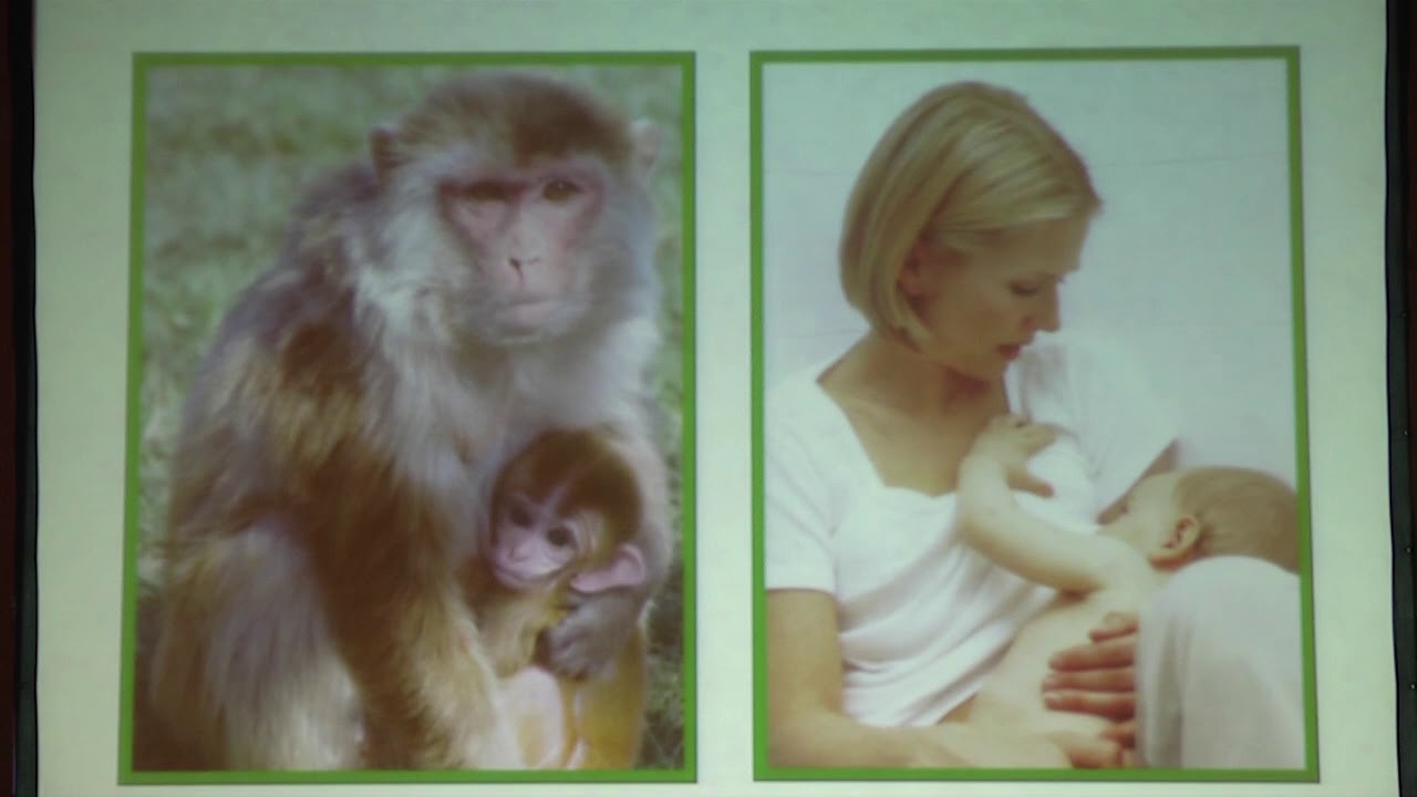 Katie Hinde at 90-Minute Nieman: 'Why Mammals Suck'