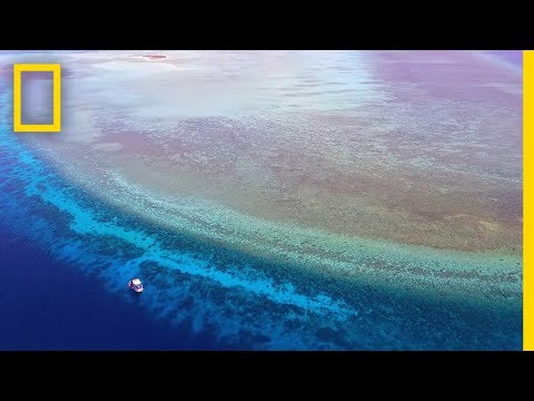Explore One of the Most Pristine Coral Reefs in the World | National Geographic