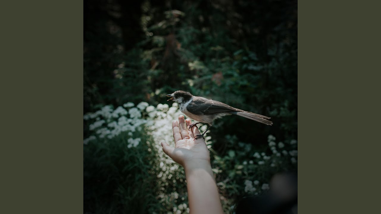 Birds in Forest and River Sounds for Instant Relaxation