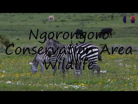 How to say Ngorongoro Conservation Area Wildlife in English?