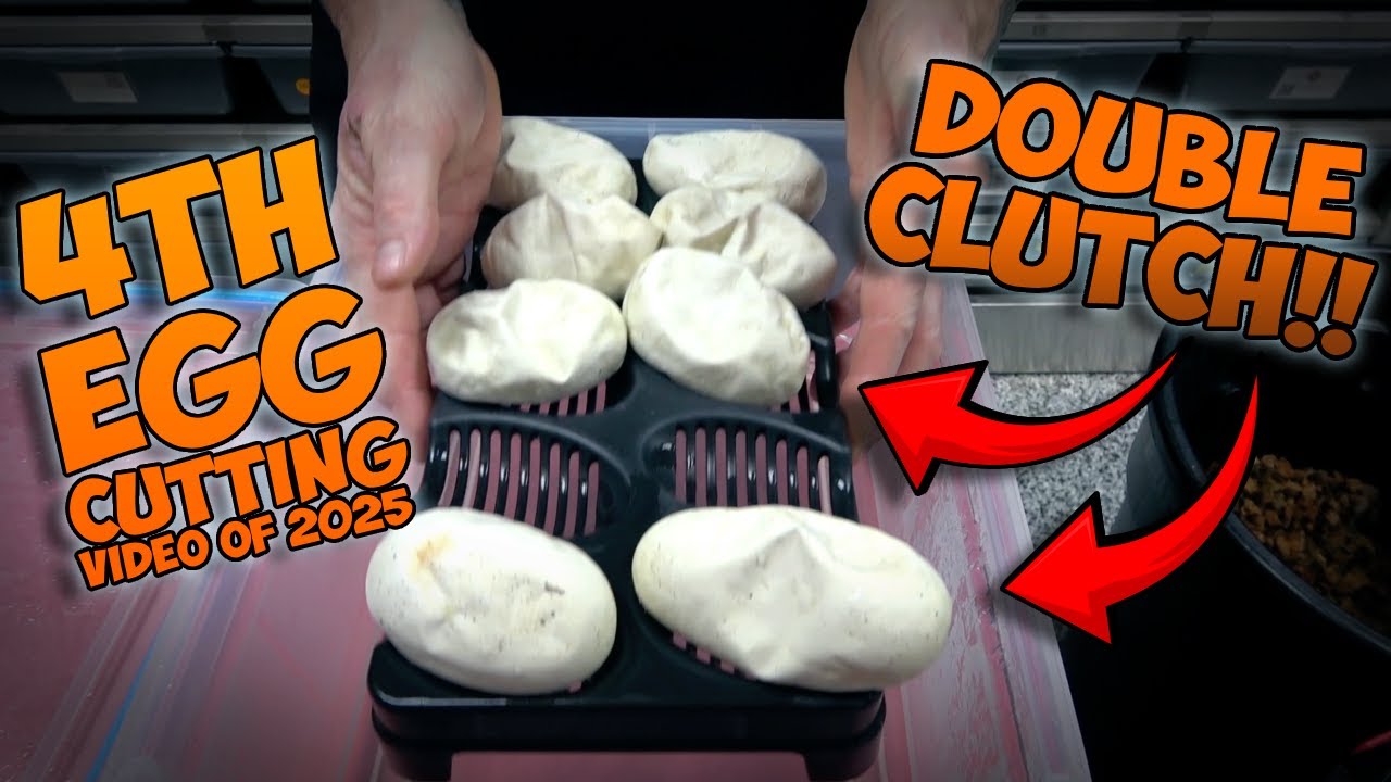 DOUBLE EGG CUTTING! #ballpython #scrambler #piebald