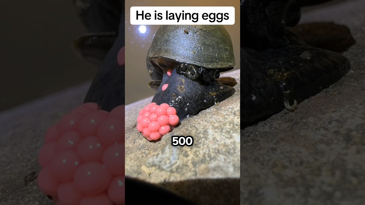Why These Eggs Must Be Destroyed (@apple.snail.eggs.asmr via TT)