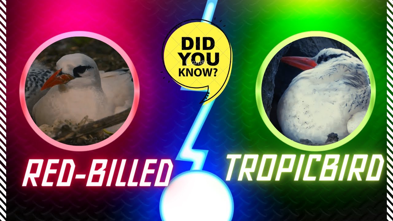 red-billed tropicbird facts