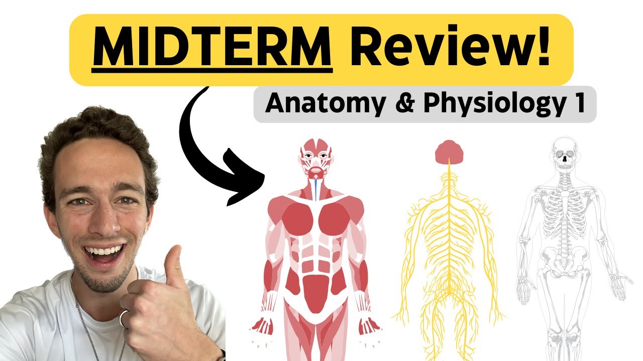 Ace Your A&P I Midterm! | Practice Questions + Step-by-Step Explanations