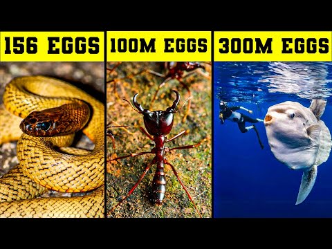 Top 10 Animals That Lay the Most Eggs | Nature’s Biggest Baby Boomers!