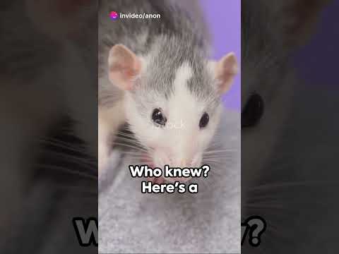 Tickling Rats and Other Mind Boggling Facts #funny  #youtubeshorts  #mouse