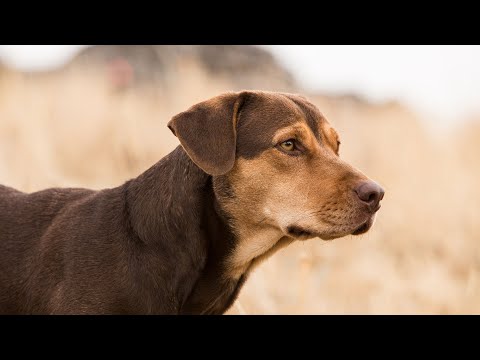 10 best movies like We Bought a Zoo (2011)