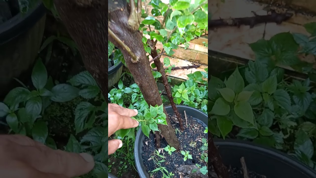 Di jual Bougenville Singafore lokal. 250K