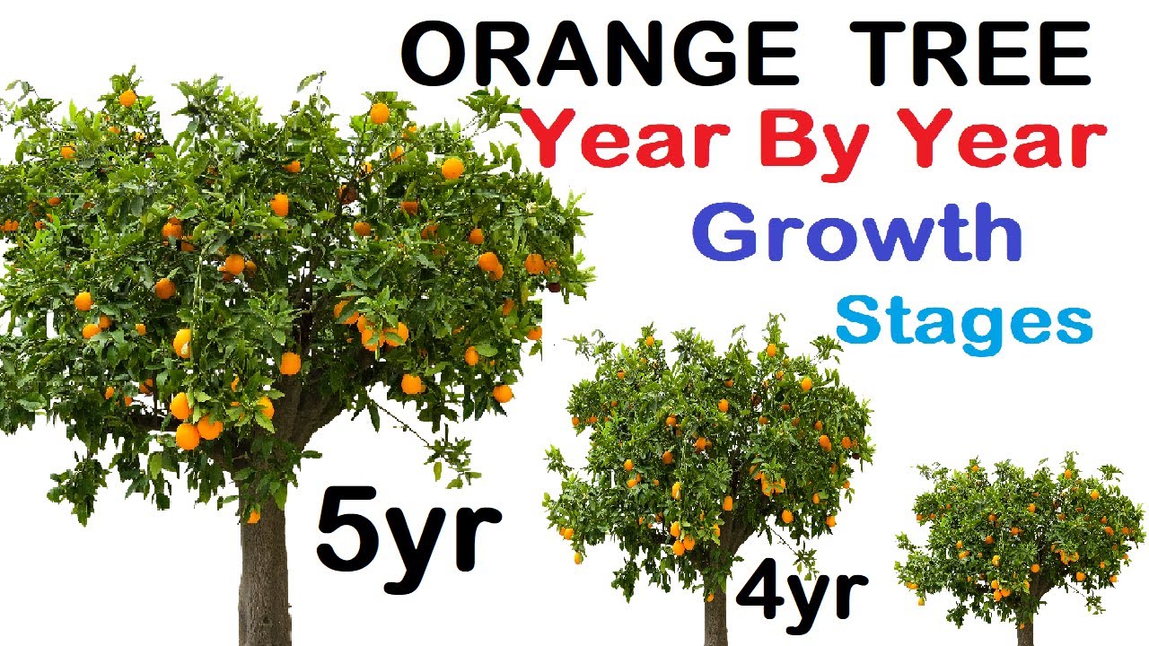 Orange tree year wise growth stages