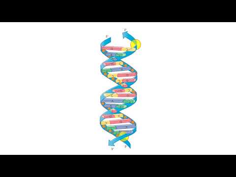 Double Stranded DNA Molecule Animation