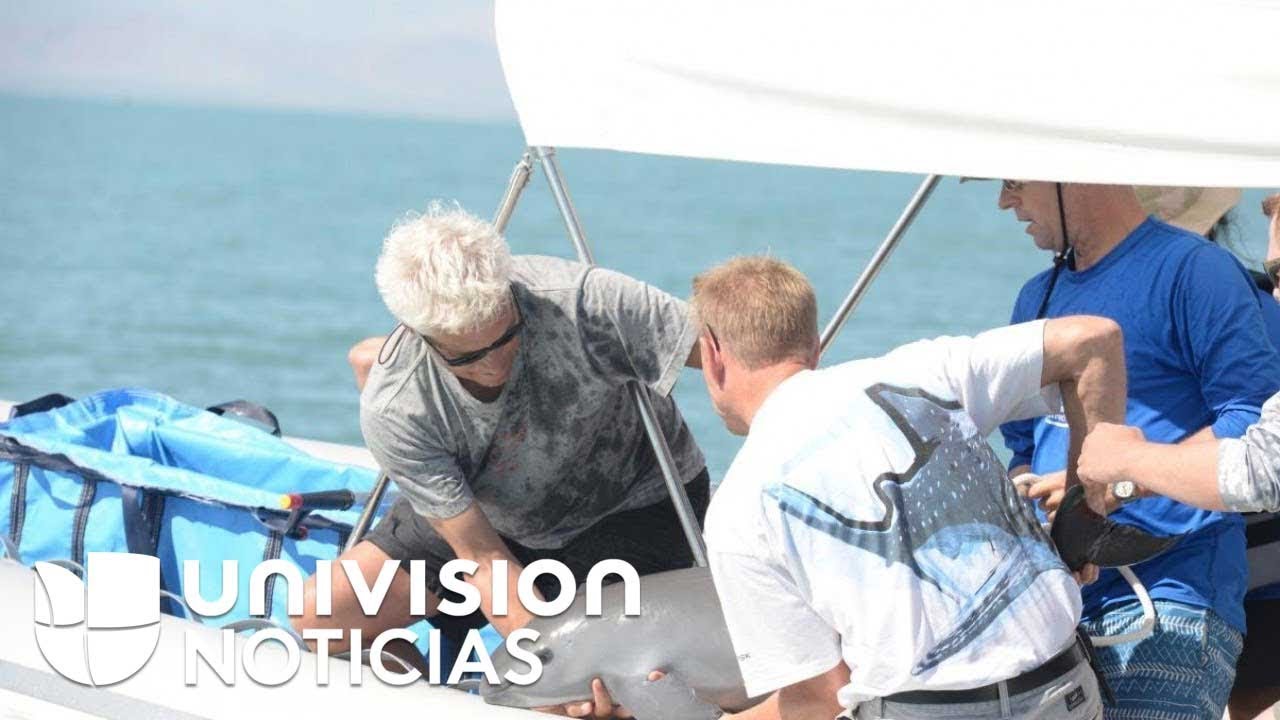 The discovery of the almost extinct vaquita marina in Mexico surprises scientists.