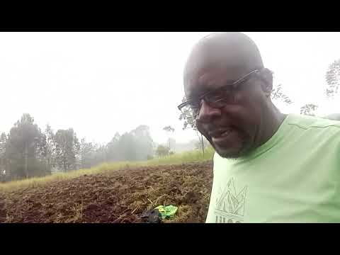 Look at how land preparation is done in our village in Kenya Africa using oxen to pull the plough!!!