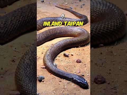 Top 5 Most Dangerous Nocturnal Animals.