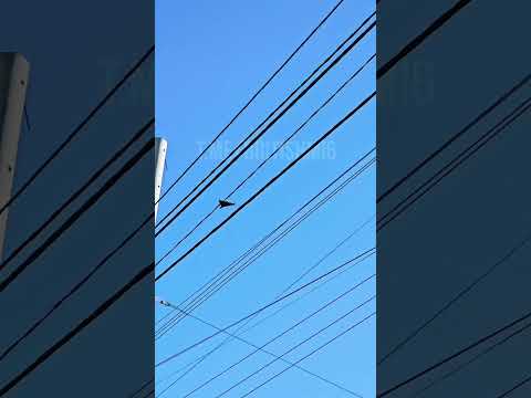 ❗️Raid "Shahed-136" over Sumy region #shahed136 #russia #dronestrikes #sumy #warzone #uav #army