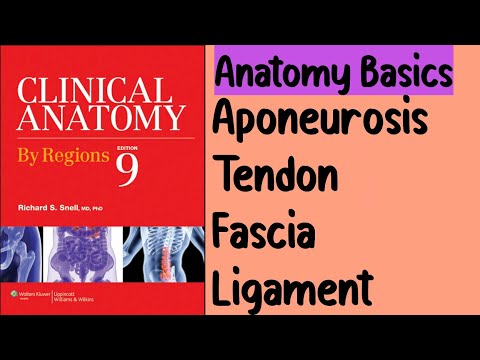 What are Aponeurosis, fascia, tendon and ligaments?
