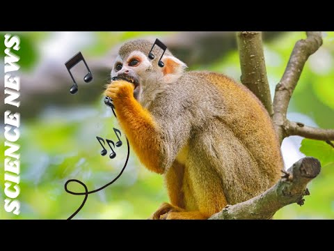 New World Monkeys put Human Yodelers to shame
