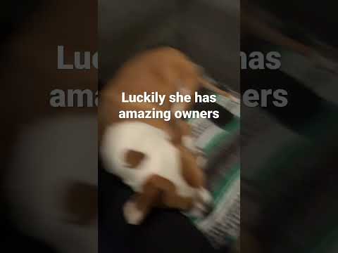 Scout is a dog with a Spinal Chord injury, but her owners saved her. #dogs ##spinalcordinjury