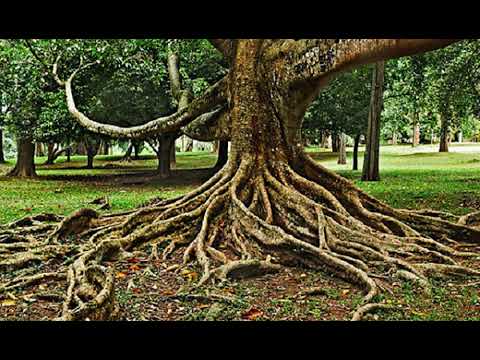 El origen de los apellidos de la Torre, Mera y Benítez